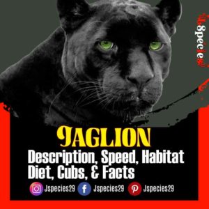 Tigon |Description, Diet, Speed, Habitat, Cubs & Facts