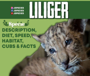 Liliger | Unique Hybrid & Its Fun Facts