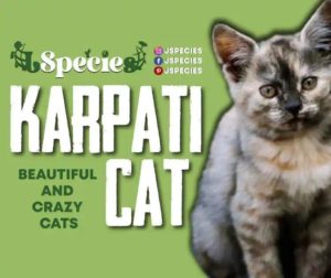 Karpati Cat | Beautiful And Crazy Cats