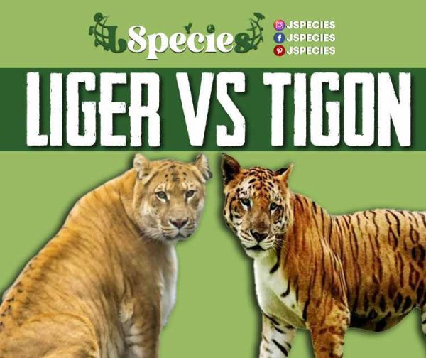 Tiliger | Surprising Facts | Complete Guide