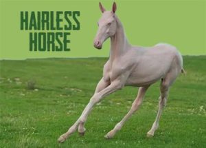 Hairless Horse |Care Guide And Species Profile
