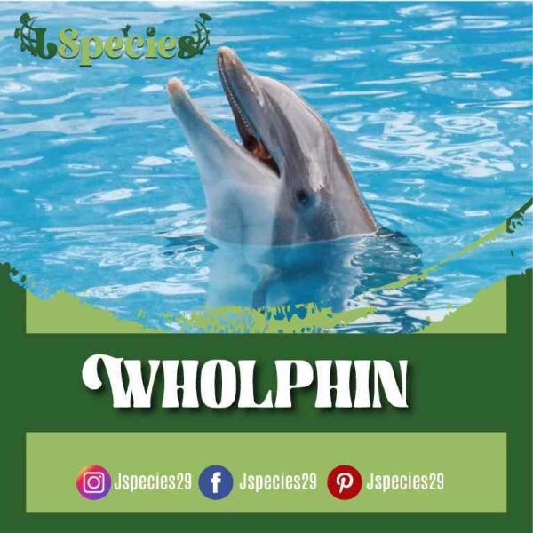 Wholphin / Wolphin| All You Need To Know